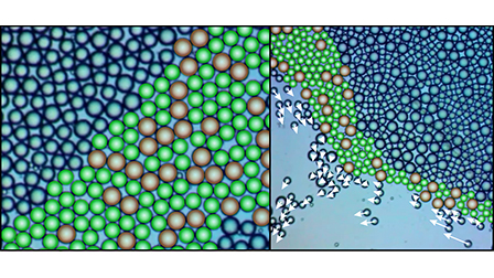 Cluster formation in active emulsion | Physics of Fluids | AIP Publishing