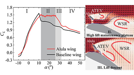 Flow transport enhancement of alula maintaining high lift on fixed wing ...