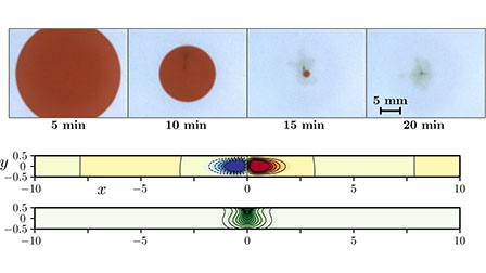 Formation of a single bioconvection spot in Euglena suspension induced ...