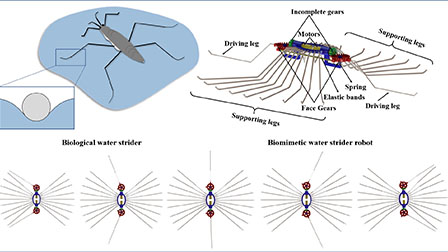 A surface tension-dominated biomimetic water strider robot for skating on the water | Physics of ...