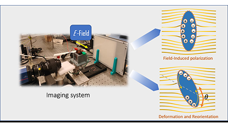Electrohydrodynamic deformation and oscillatory dynamics of a neutrally ...