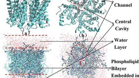 Molecular dynamics simulation of the effect of AQP1 on the transmembrane transport of plasma ...