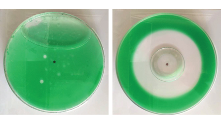 Improved centrifugal effect demonstration | The Physics Teacher | AIP ...