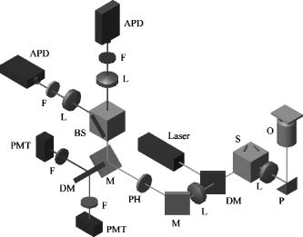 Multifunctional fluorescence correlation microscope for intracellular ...