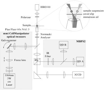 Using optical tweezers for measuring the interaction forces between human bone cells and implant ...