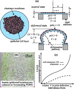 Apparatus for measuring the finite load-deformation behavior of a sheet ...