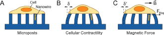 Magnetic microposts for mechanical stimulation of biological cells ...
