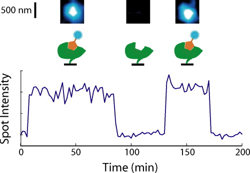 Single-molecule binding experiments on long time scales | Review of ...