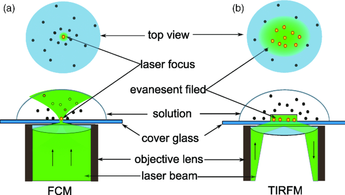 Total internal reflection fluorescence microscopy imaging-guided ...