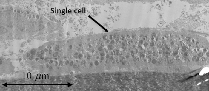 Integrated automated nanomanipulation and real-time cellular surface ...