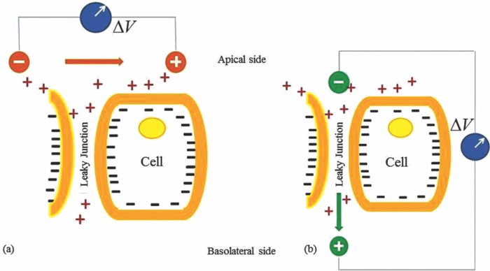 Novel in situ normal streaming potential device for characterizing ...