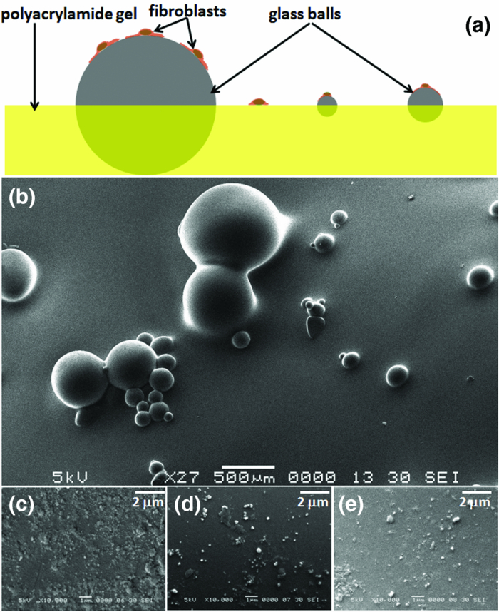 Micro glass ball embedded gels to study cell mechanobiological ...
