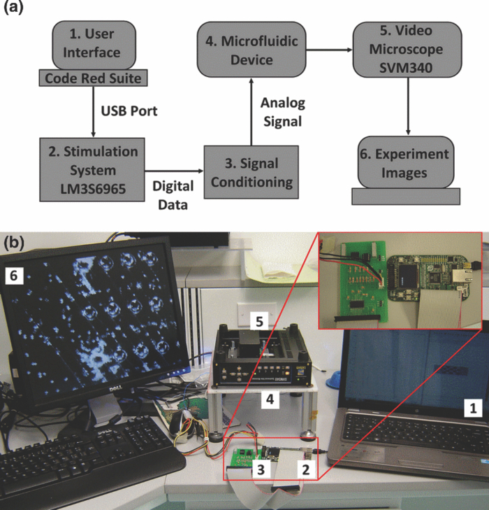An electric stimulation system for electrokinetic particle manipulation ...