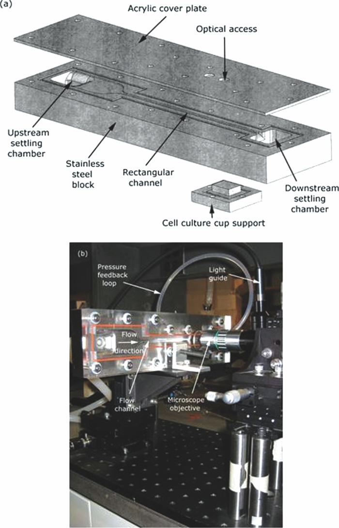 Flow bioreactor design for quantitative measurements over endothelial ...