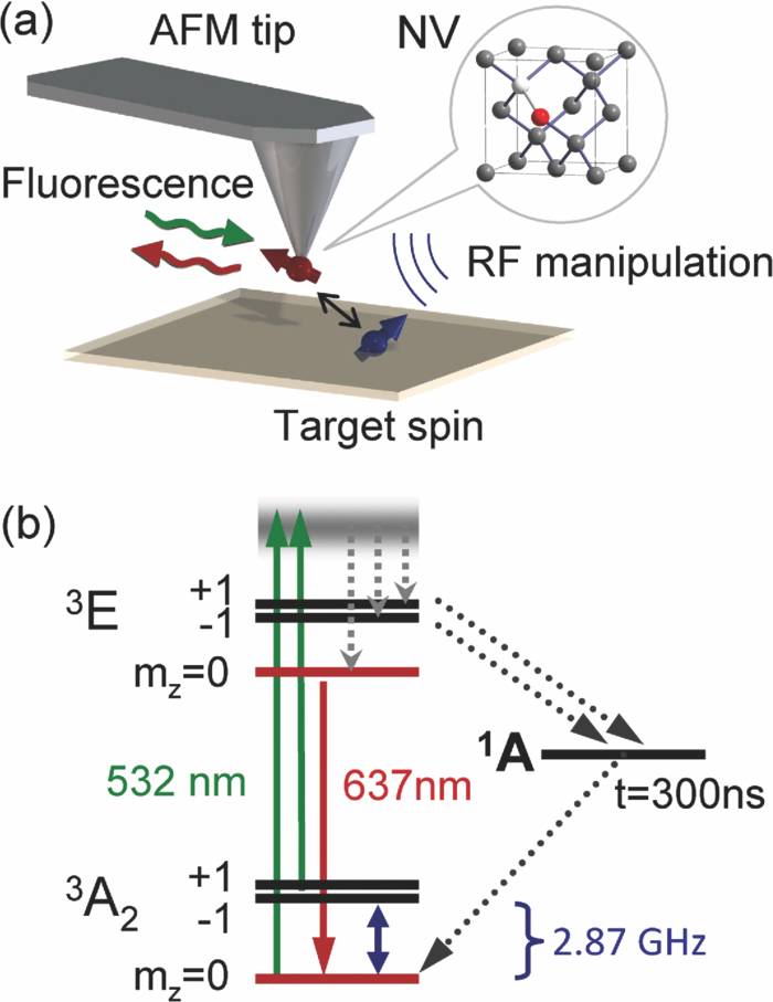 A diamond-based scanning probe spin sensor operating at low temperature ...