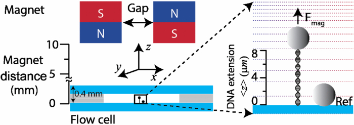A force calibration standard for magnetic tweezers | Review of ...