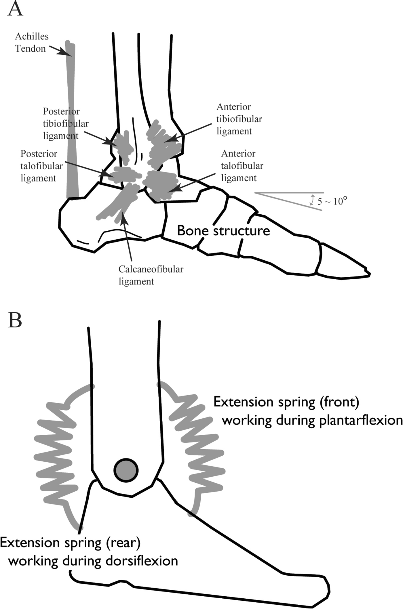 Design of a simple, lightweight, passive-elastic ankle exoskeleton ...