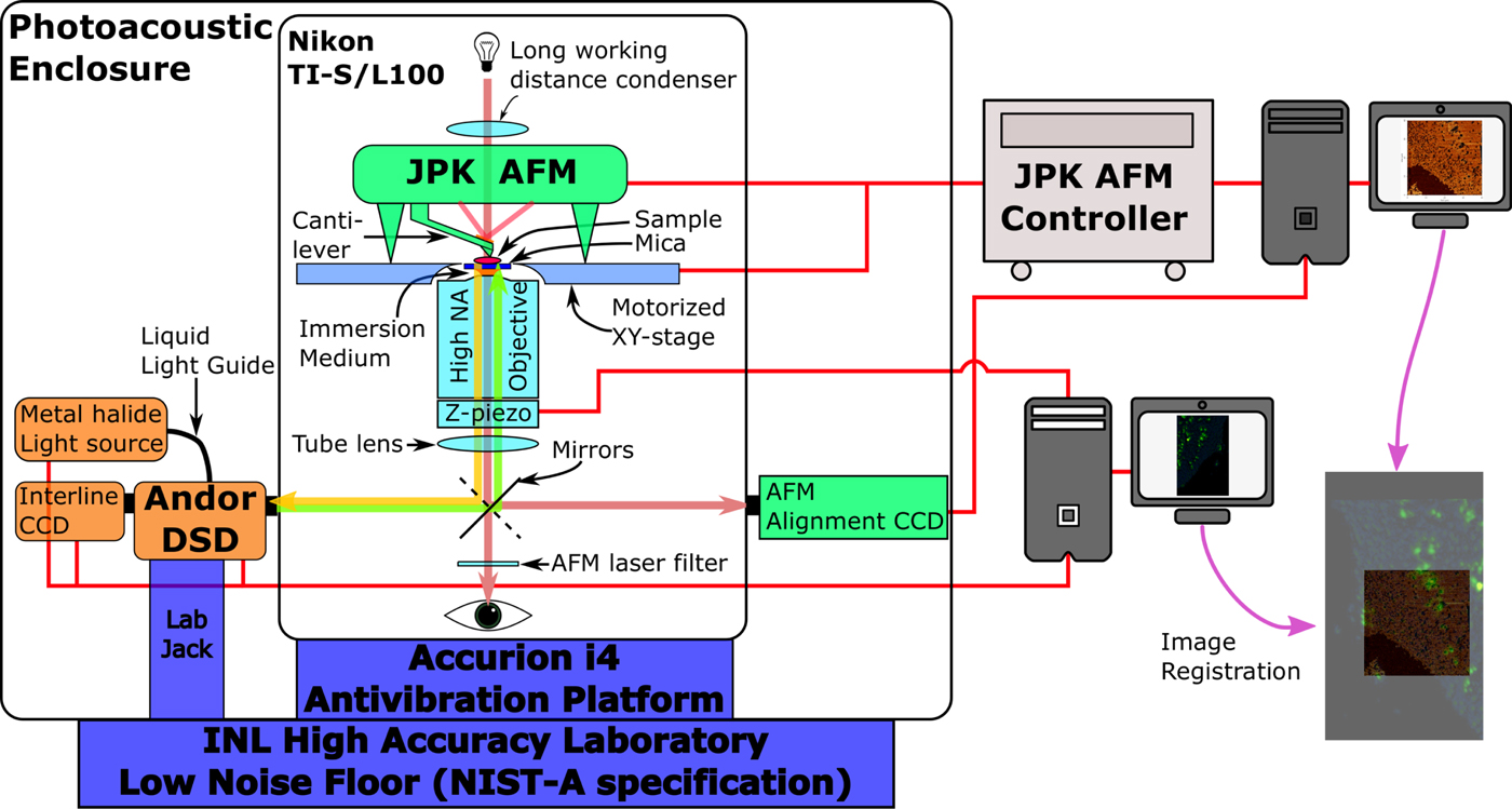 Simultaneous differential spinning disk fluorescence optical sectioning ...