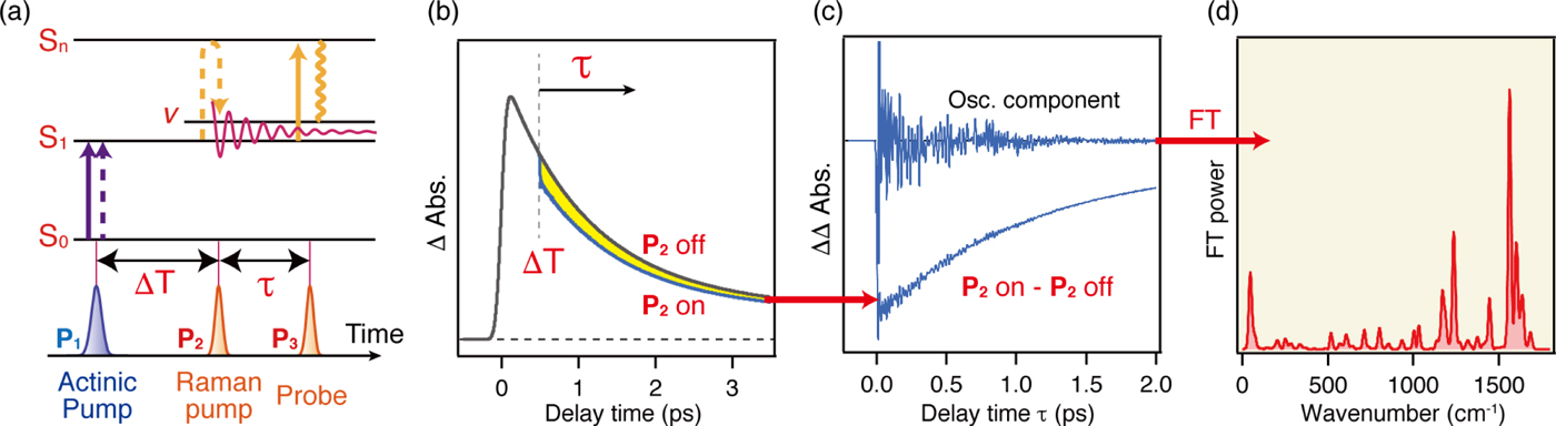 Femtosecond time-resolved impulsive stimulated Raman spectroscopy using ...