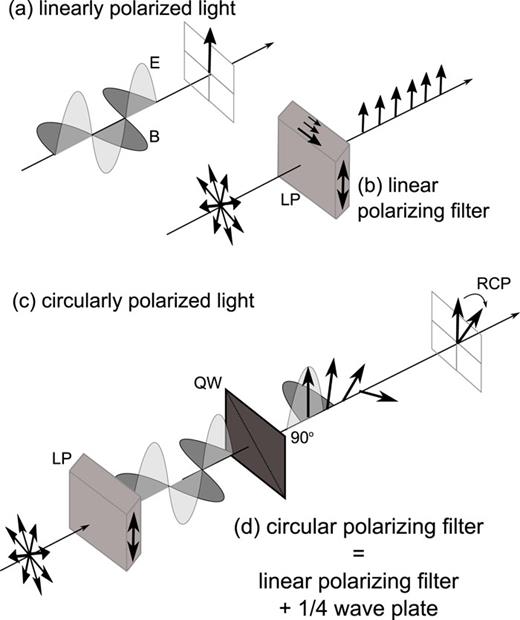Photoelastic force measurements in granular materials | Review of ...