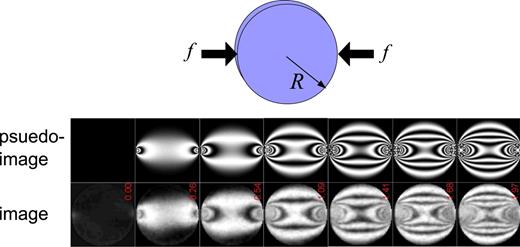 Photoelastic force measurements in granular materials | Review of ...