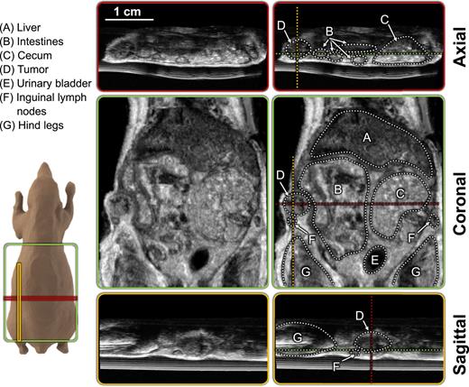 A new preclinical ultrasound platform for widefield 3D imaging of ...