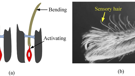 Design of PVDF sensor array for determining airflow direction and ...