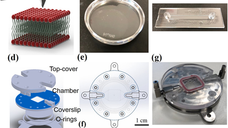 Microfluidic liquid cell chamber for scanning probe microscopy ...
