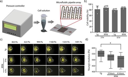Simulating microgravity using a random positioning machine for inducing ...