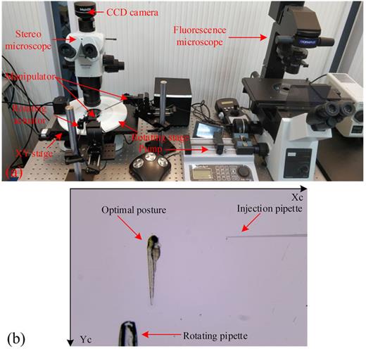 Posture adjustment and robust microinjection of zebrafish larval heart ...