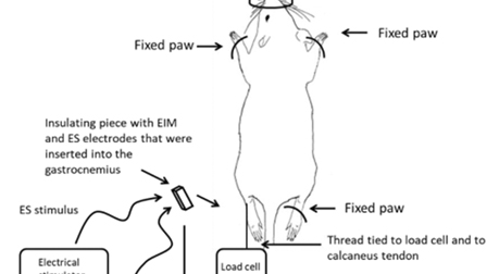 Invasive dynamic electrical impedance myography during 100 s of ...