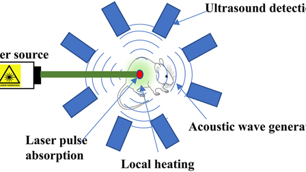 Biomedical instrumentation of photoacoustic imaging and quantitative ...