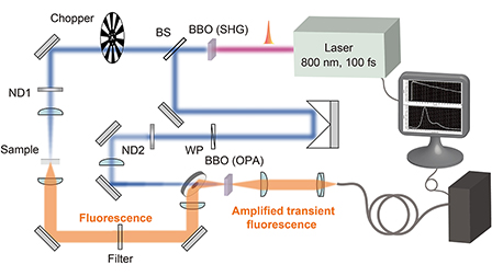 Femtosecond fluorescence conical optical parametric amplification ...