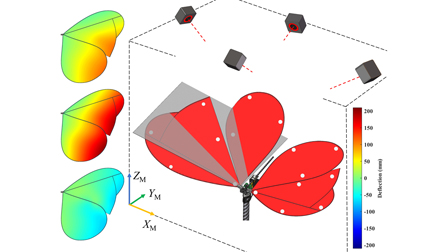 Measurement of wing motion, deformation, and inertial forces of a ...