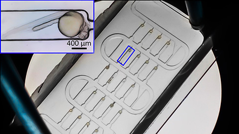 Chorion-less zebrafish embryos may hold key to improving toxicity ...
