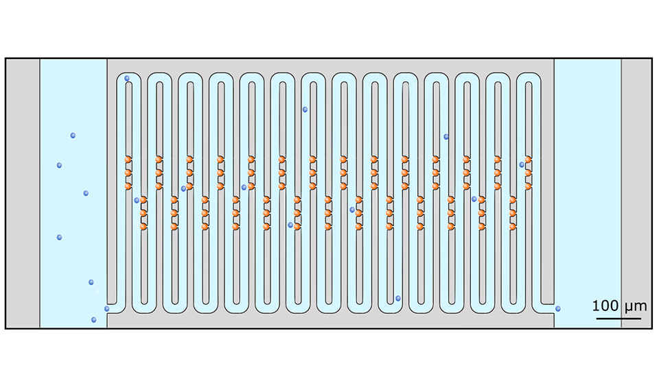 Microfluidic assay analyzes initiation of adaptive immune response ...