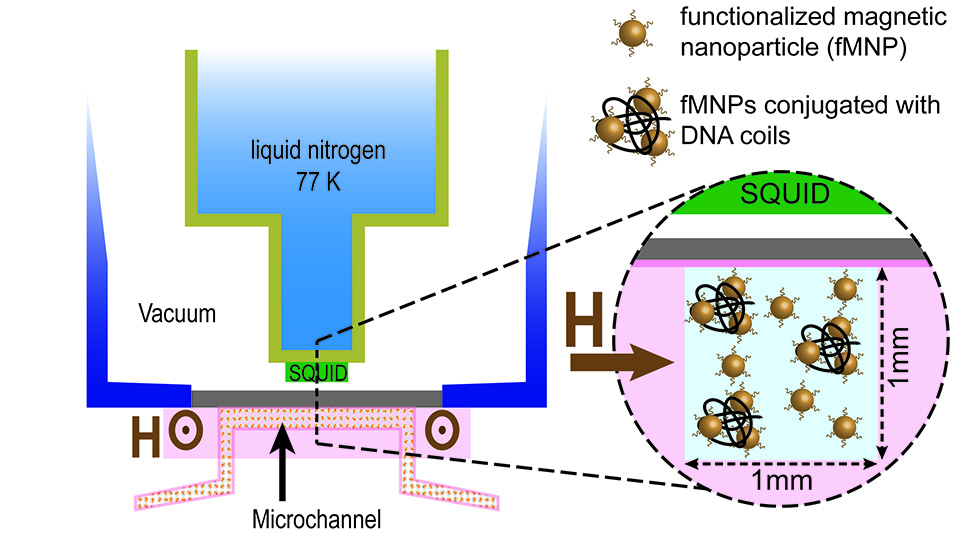 Magnetic bioassay system progresses toward versatile device for rapid ...