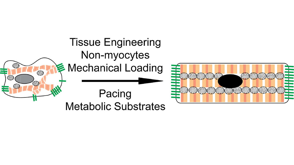 How close are we to growing a human heart from stem cells? | Scilight ...