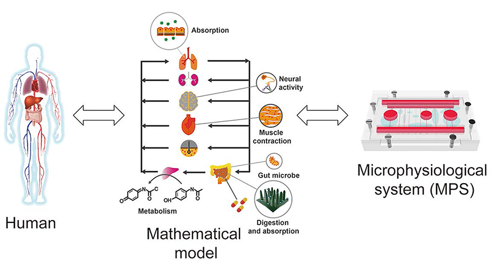Studying drugs and diseases with “body-on-a-chip” models | Scilight ...
