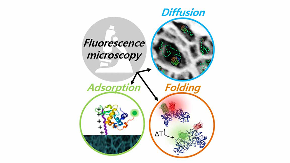 Fluorescence microscopy sheds light on the behavior of proteins in ...