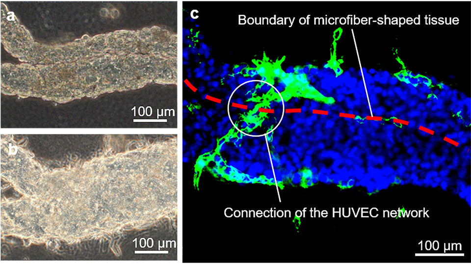 Microfiber-shaped building blocks assemble to form liver cell tissue ...