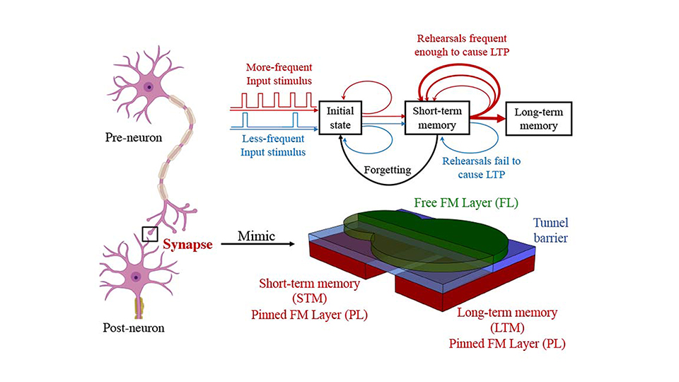 Short- and long-term memory functions are mimicked through artificial ...