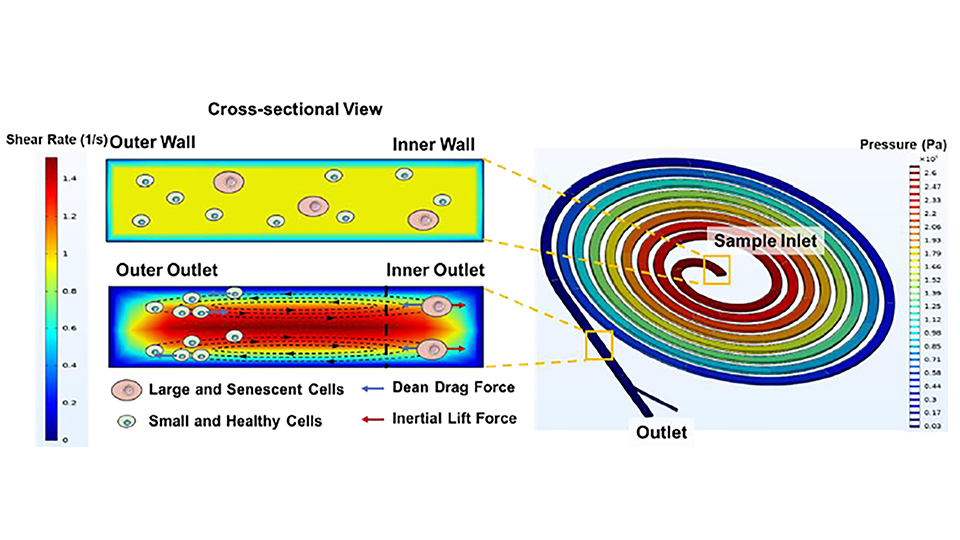 Spiral fluid device separates cells that stopped dividing from their ...