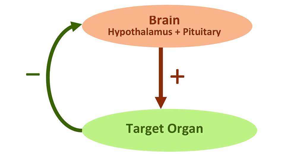 Model of neuroendocrine hormone release might lead to improved hormone ...