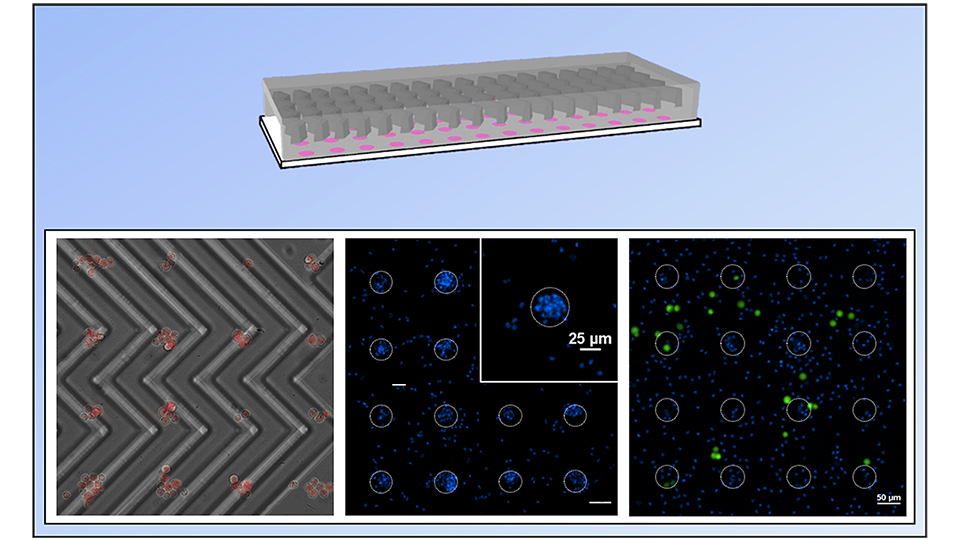 Approach promises large-scale cell patterning in microchannels ...