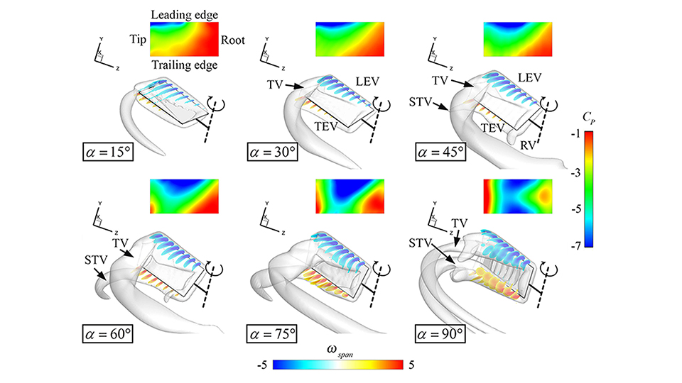 How vortices behave on insect wings | Scilight | AIP Publishing