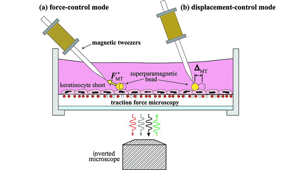 Meshing two techniques to reveal mechanisms underlying immunobullous ...