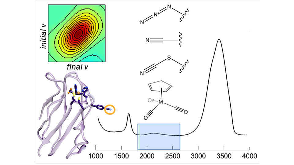 Advances in 2D infrared spectroscopy provide new tools for ...