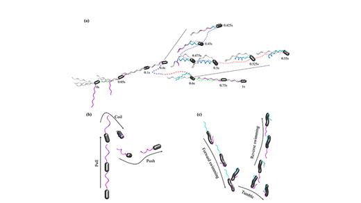 Simulating flagellated bacteria swimming | Scilight | AIP Publishing