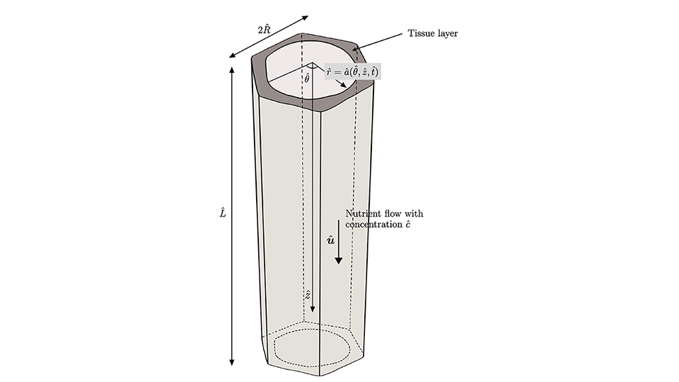 Tissue model shows cells grown at the top of biodegradable scaffold ...